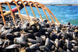 The Mussel Pod – Norfolk mussel farmer moves their street-food business ...