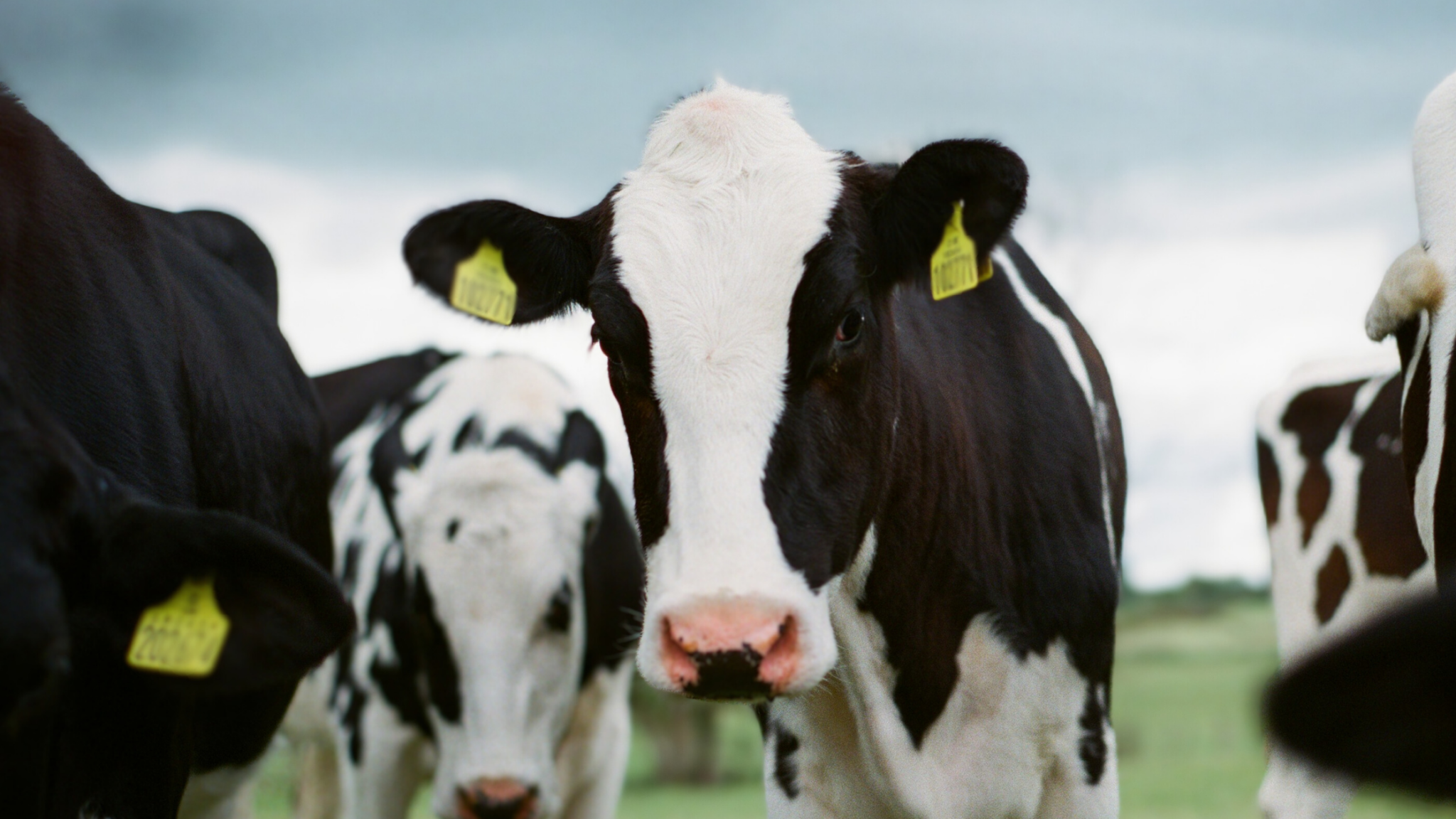 Bovaer cow feed additive explained – Food Standards Agency