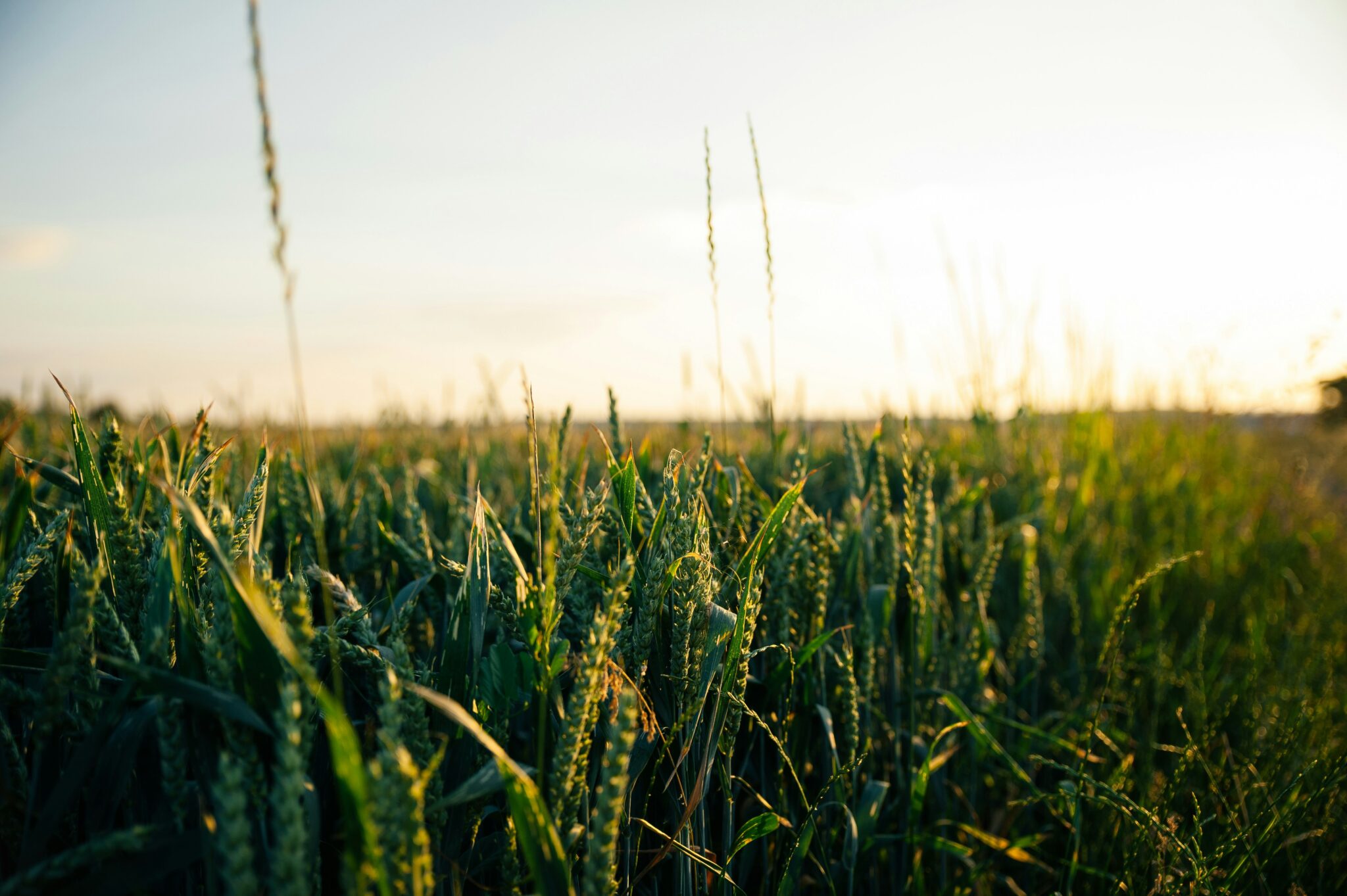Precision Breeding – Publication of Draft Guidance – Food Standards Agency